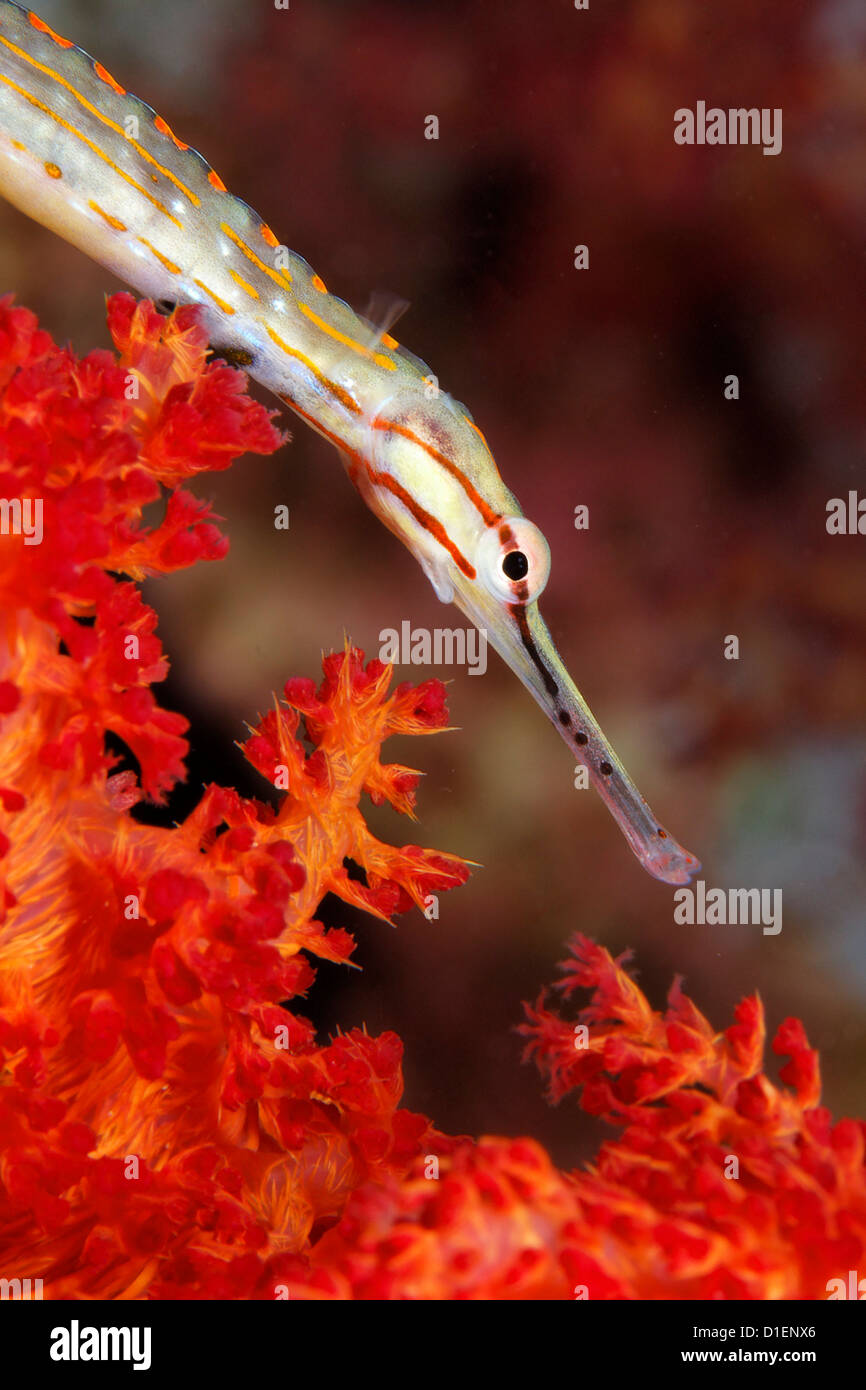 Network Pipefish (Corythoichthys flavofasciatus), Eilat, Israel, Red ...