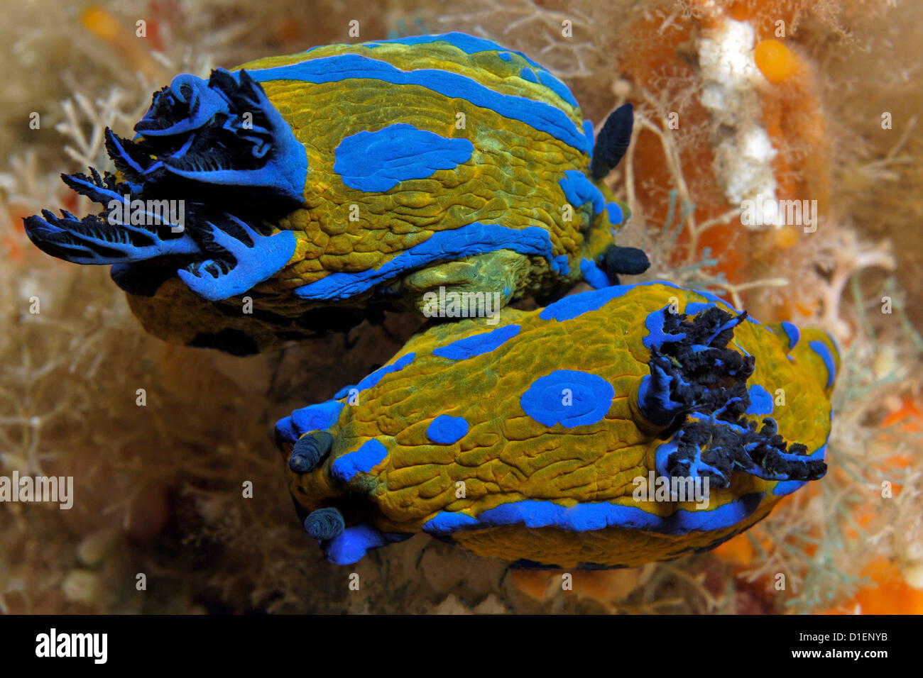 Slugs mating hi-res stock photography and images - Alamy