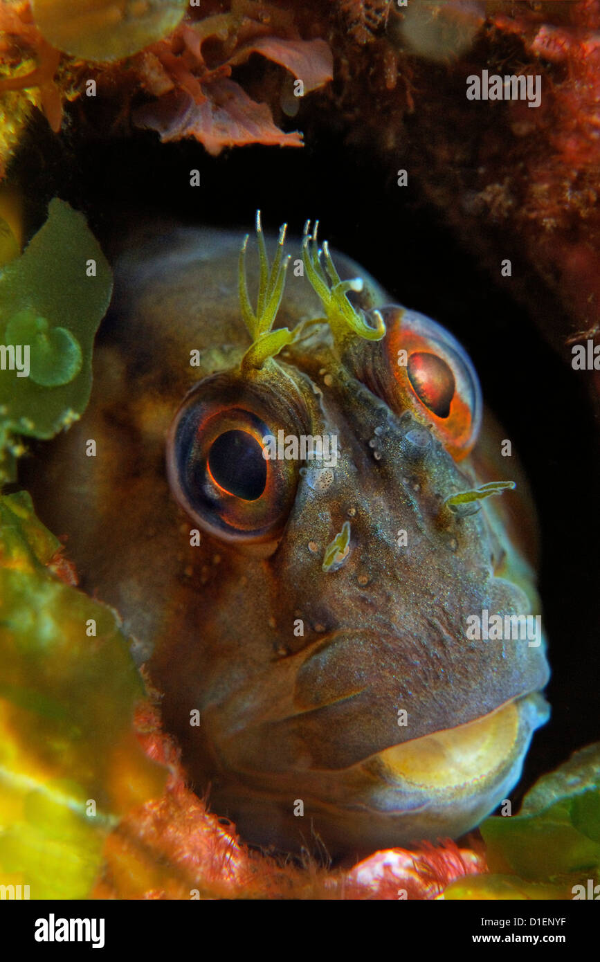 Crested blenny hi-res stock photography and images - Alamy