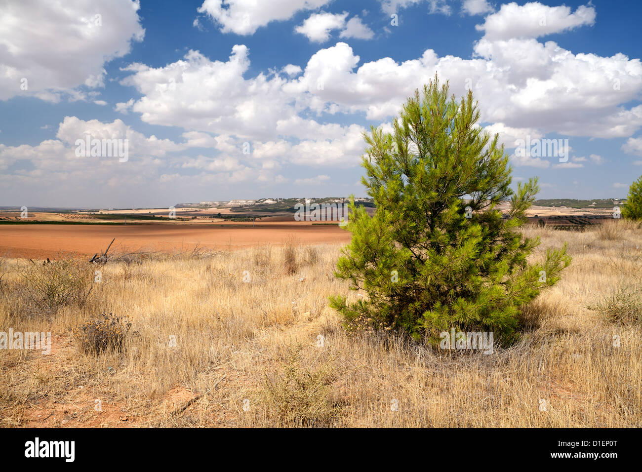Spanish spruce hi-res stock photography and images - Alamy
