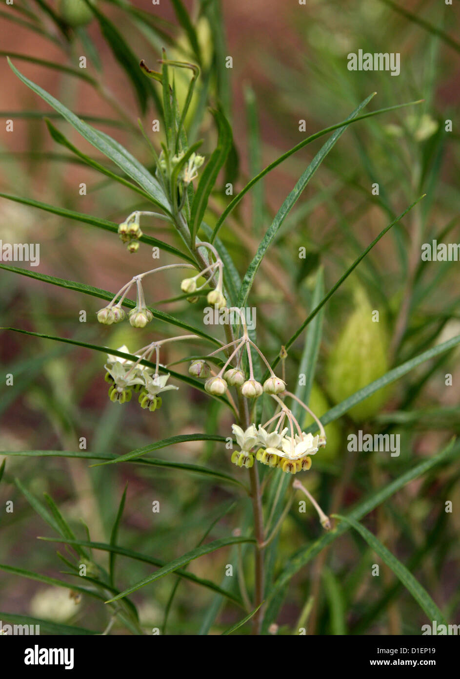 Balloon Cotton Bush Flowers, Asclepias physocarpa aka Gomphocarpus ...