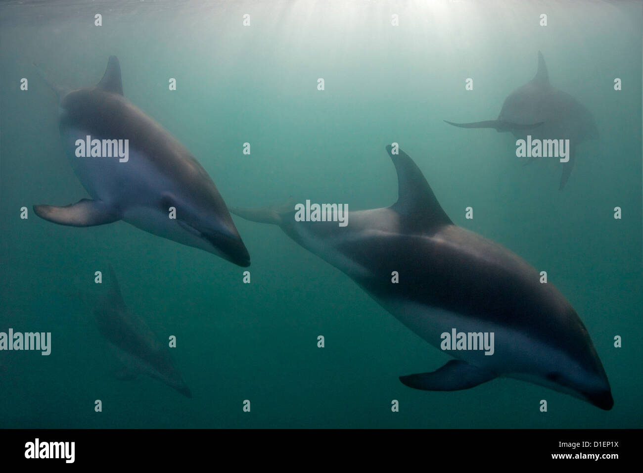 Dusky dolphins (Lagenorhynchus obscurus), Kaikoura, South Island, New ...