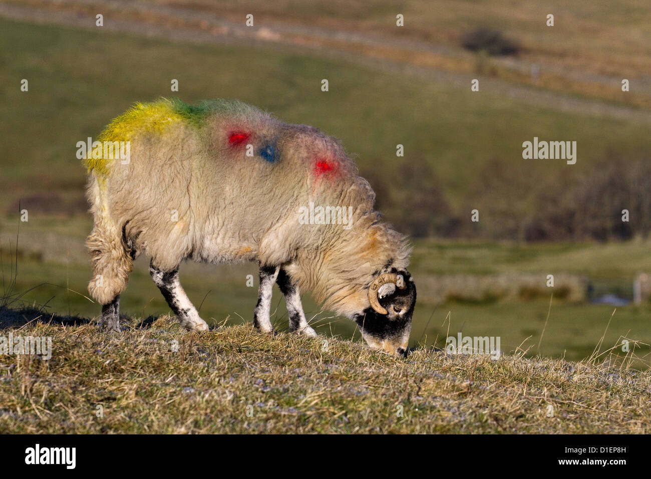 Breeding Ewes Swaledale Sheep Flock Close-up Flock of Sheep in Hawes ...