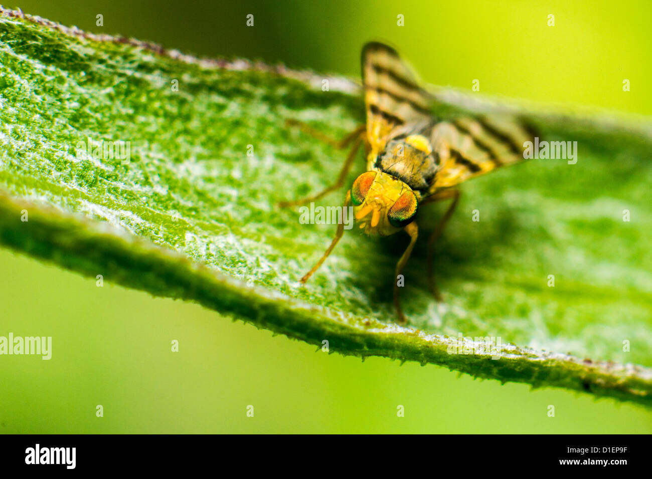 Illustration two fly insects hi-res stock photography and images - Alamy