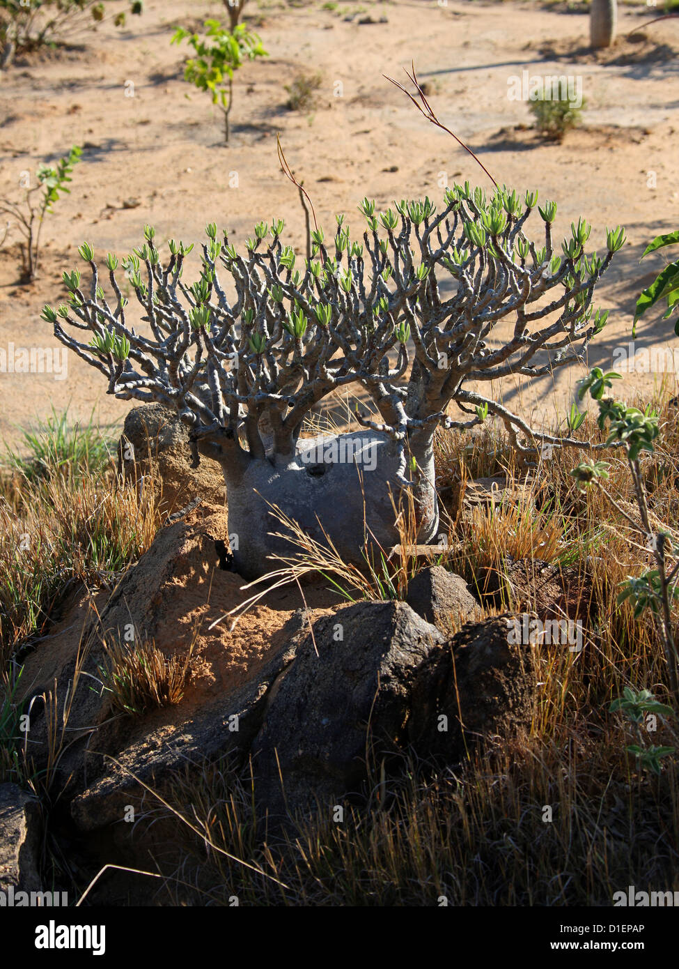Elephants Foot Stock Photos & Elephants Foot Stock Images - Alamy