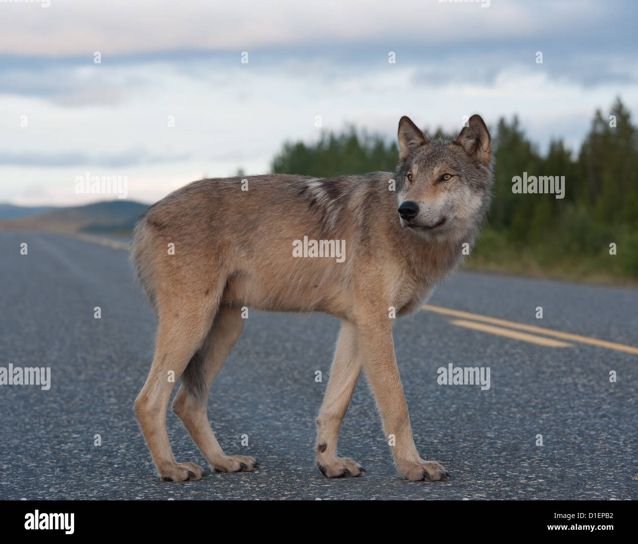 Yukon canada wolf hi-res stock photography and images - Alamy
