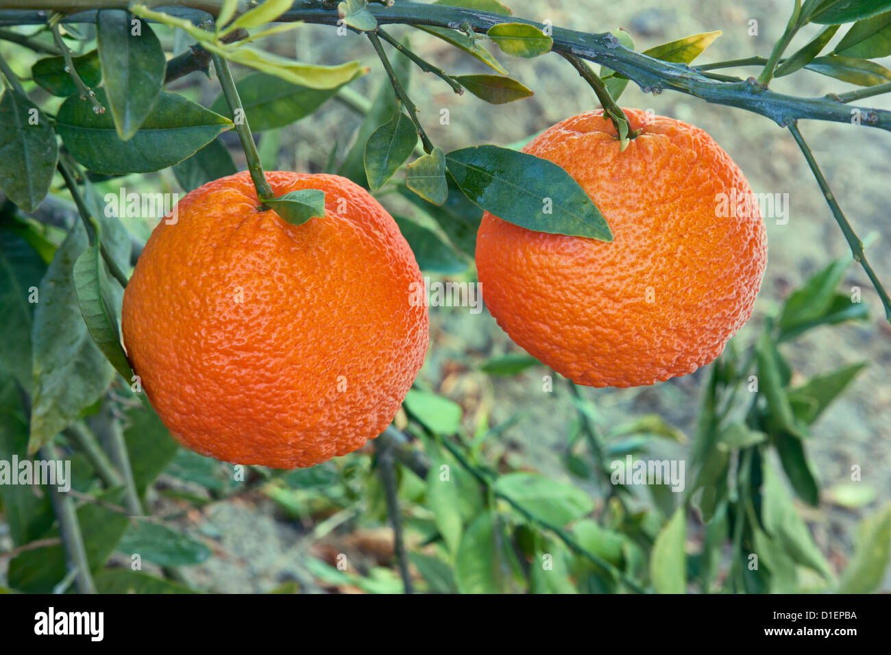 Temple Tangor orange, branch Stock Photo - Alamy
