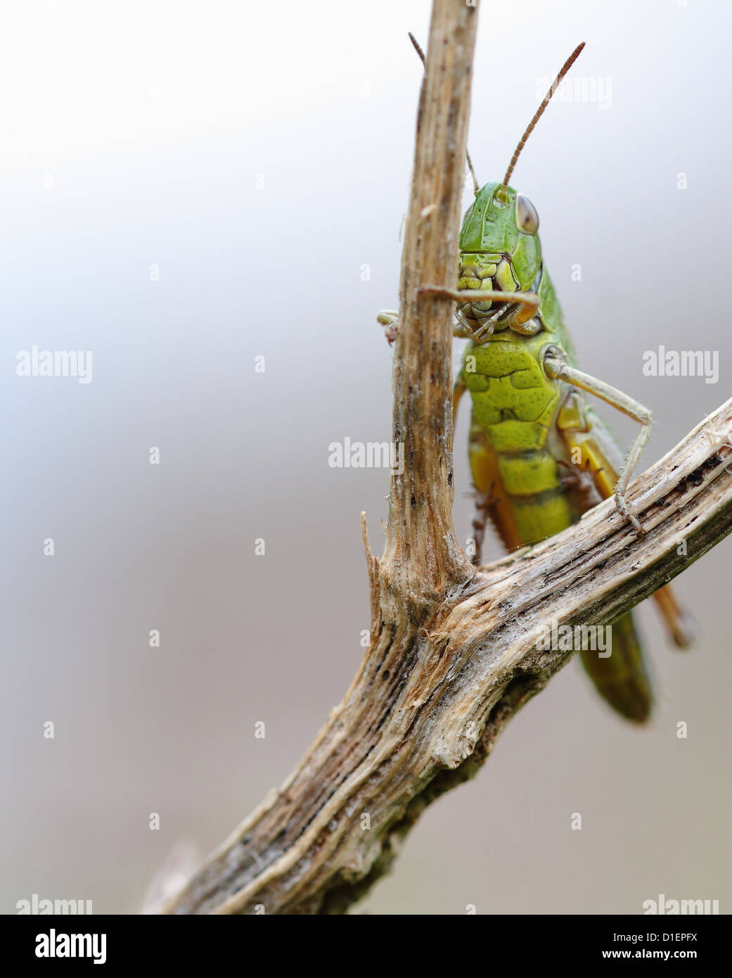 Dead Cricket High Resolution Stock Photography and Images - Alamy