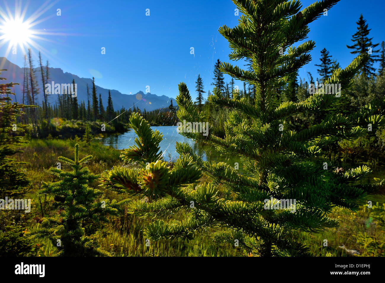Jasper trees hi-res stock photography and images - Alamy