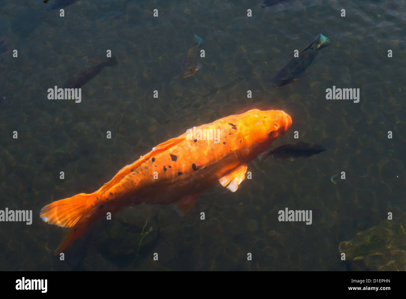Koi carp chinese hi-res stock photography and images - Alamy