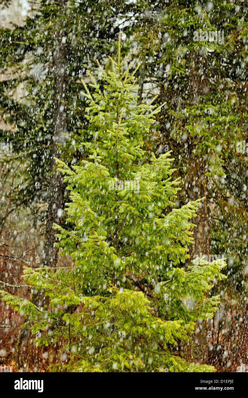 Pine trees in a spring snow storm, Vernon, British Columbia BC, Canada ...