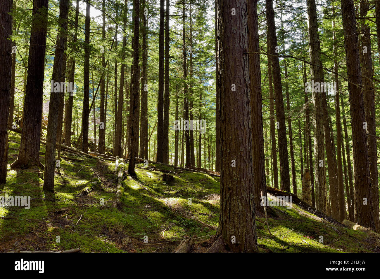 A hillside covered with large trees and ground moss Stock Photo - Alamy