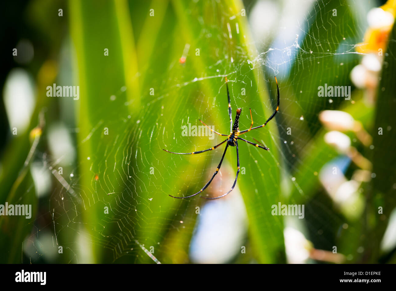 Female golden web spider with small male on her back (Nephila pilipes ...