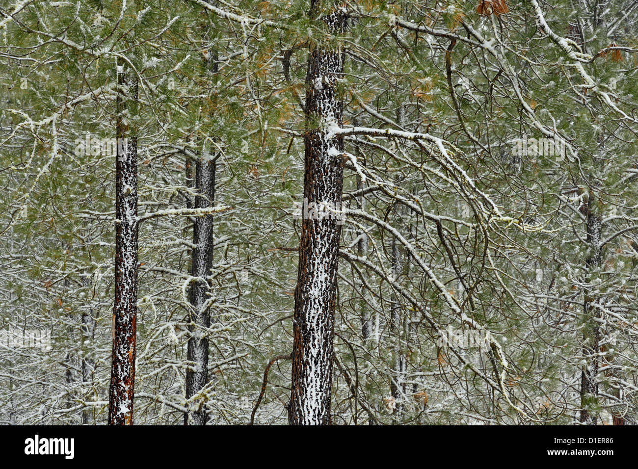 Colville indian reservation hi-res stock photography and images - Alamy