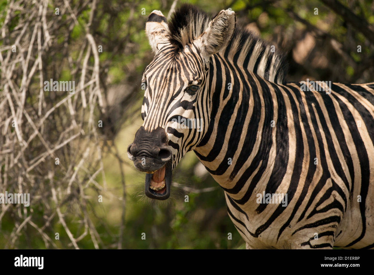 Dentist and mouth comic hi-res stock photography and images - Alamy