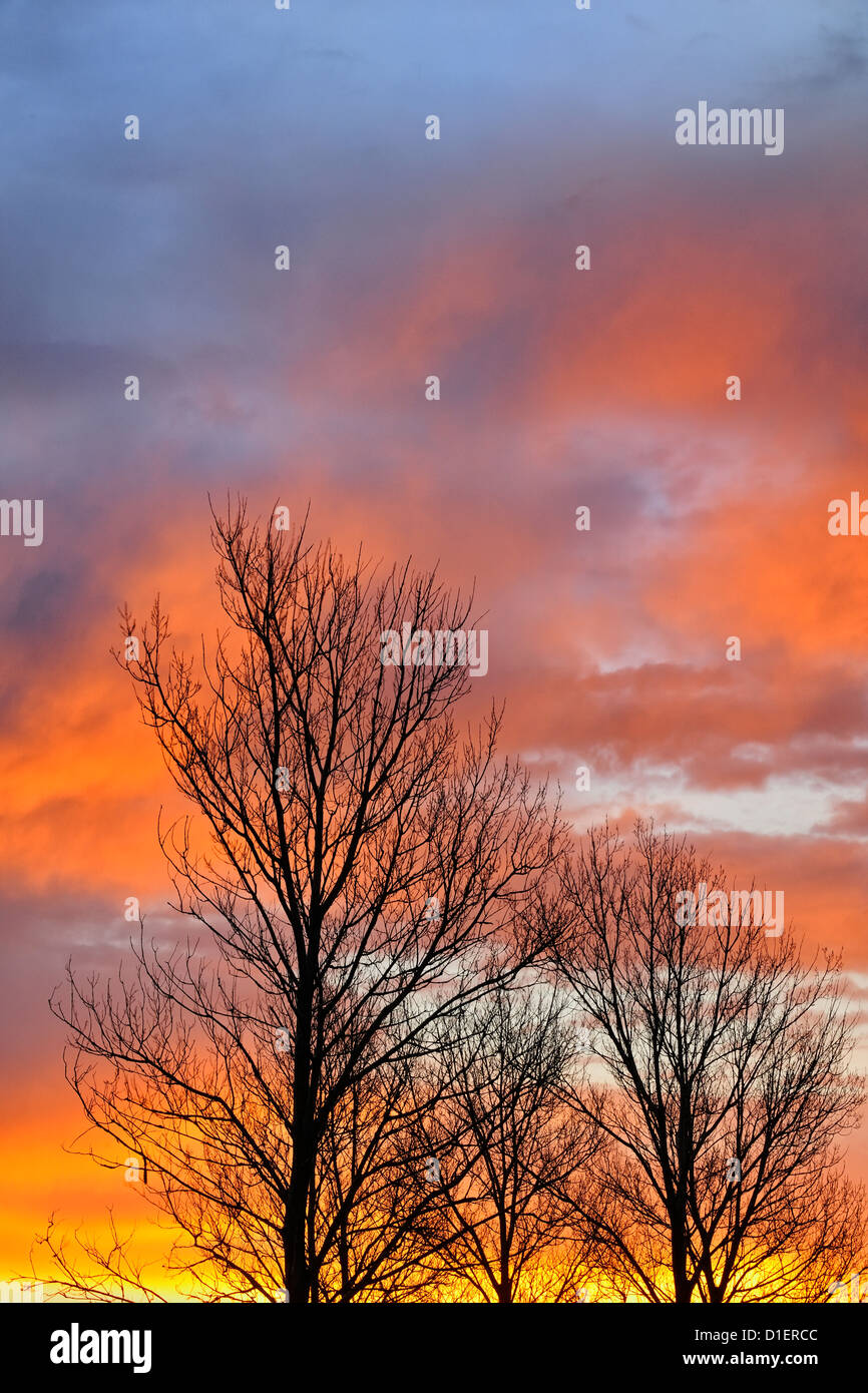 Sunset skies and bare deciduous trees, Garfield, Minnesota, USA Stock ...
