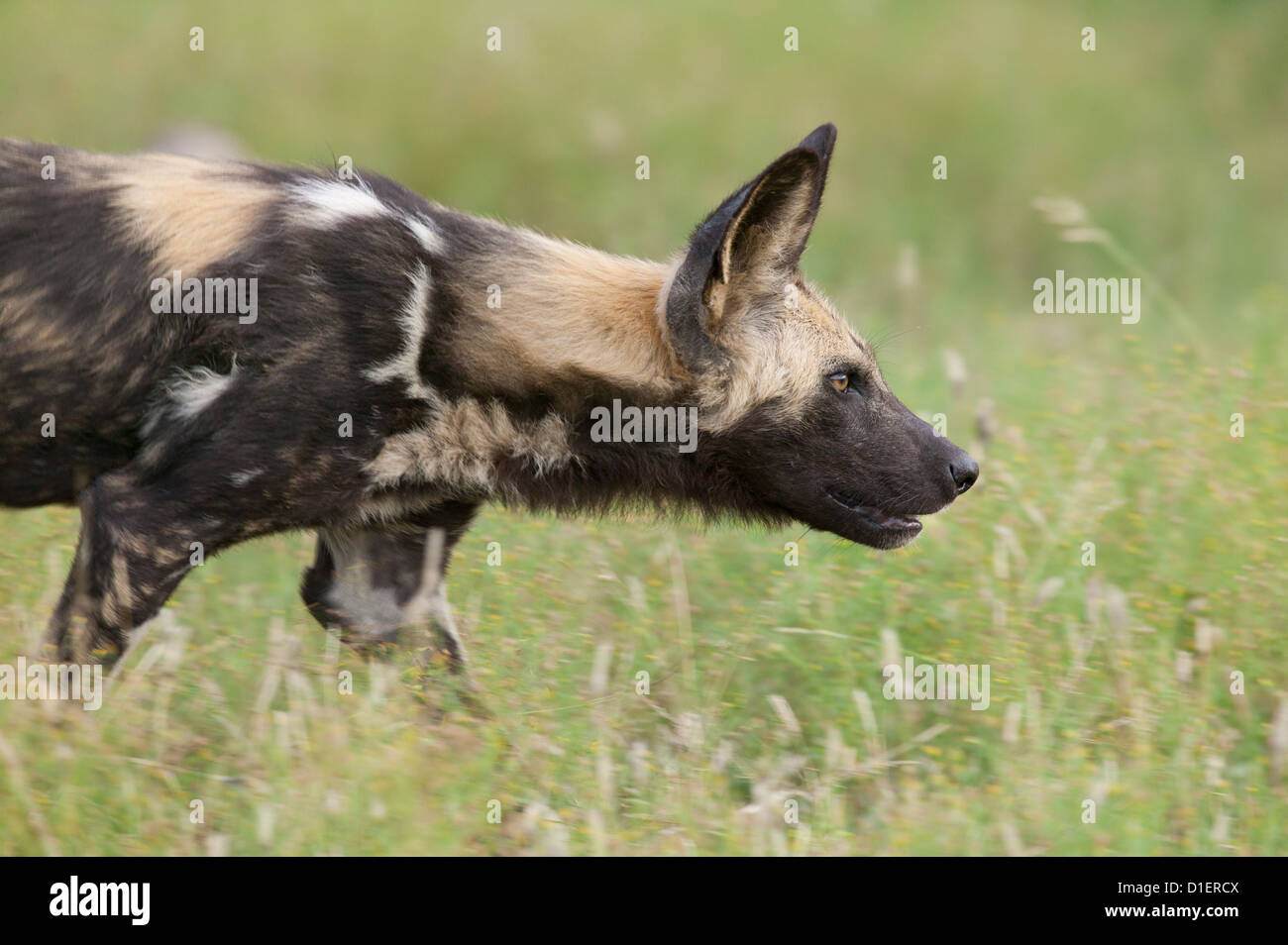 African wild hunting dog Lycaon pictus Close up hunting Stock Photo - Alamy