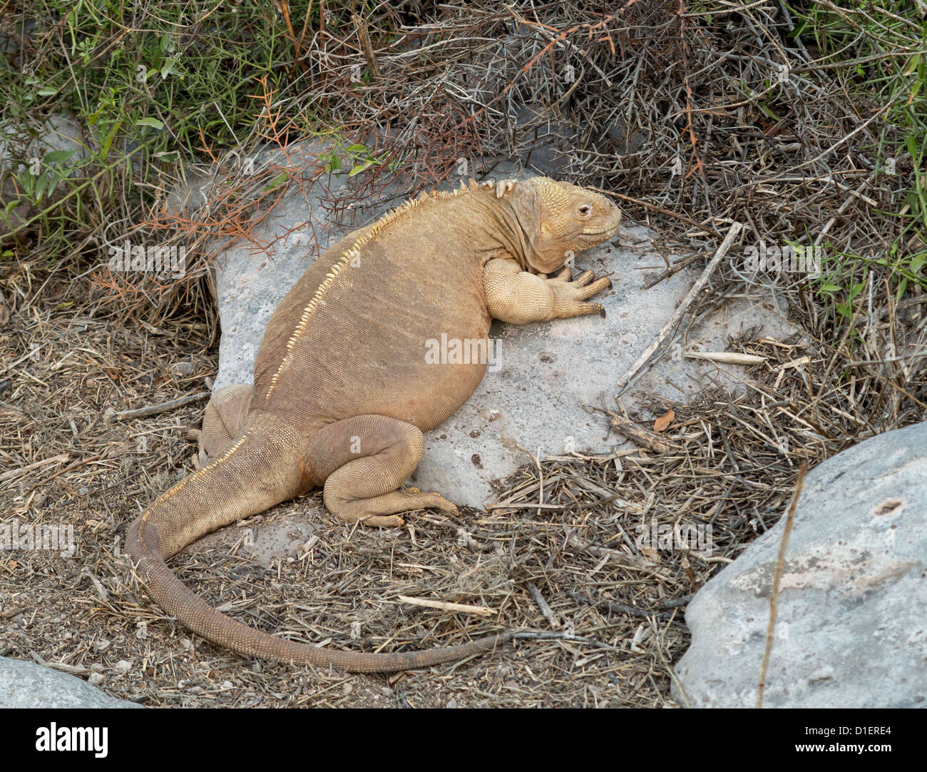 Galapagos land iguana lizard on rock in Galapagos Islands Ecuador Stock ...