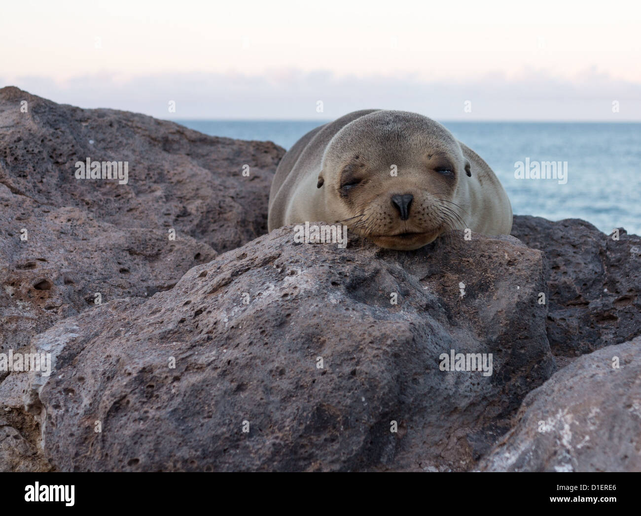Mammal sealion galapagos hi-res stock photography and images - Alamy