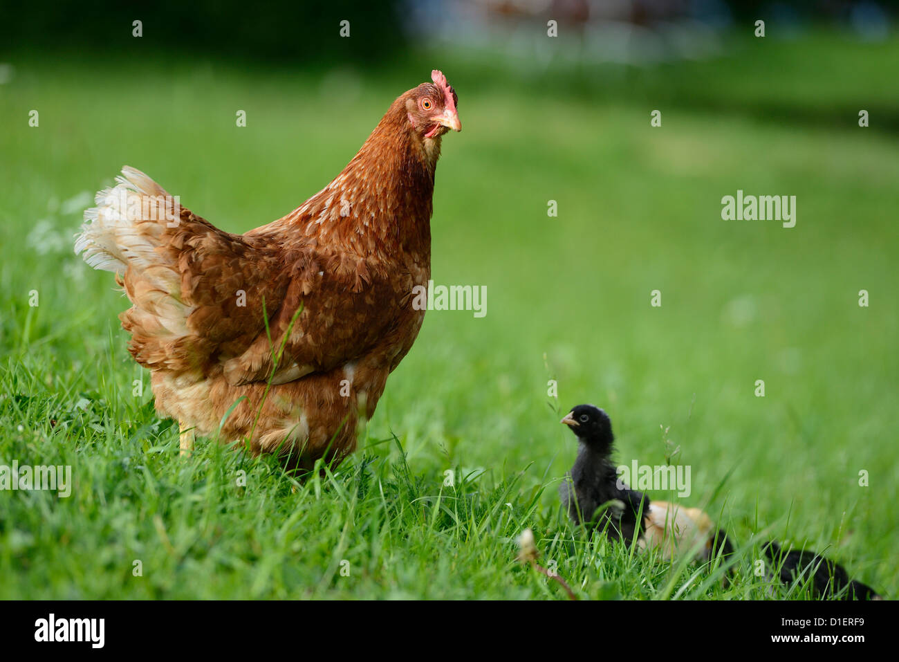 Adult chicken hi-res stock photography and images - Alamy