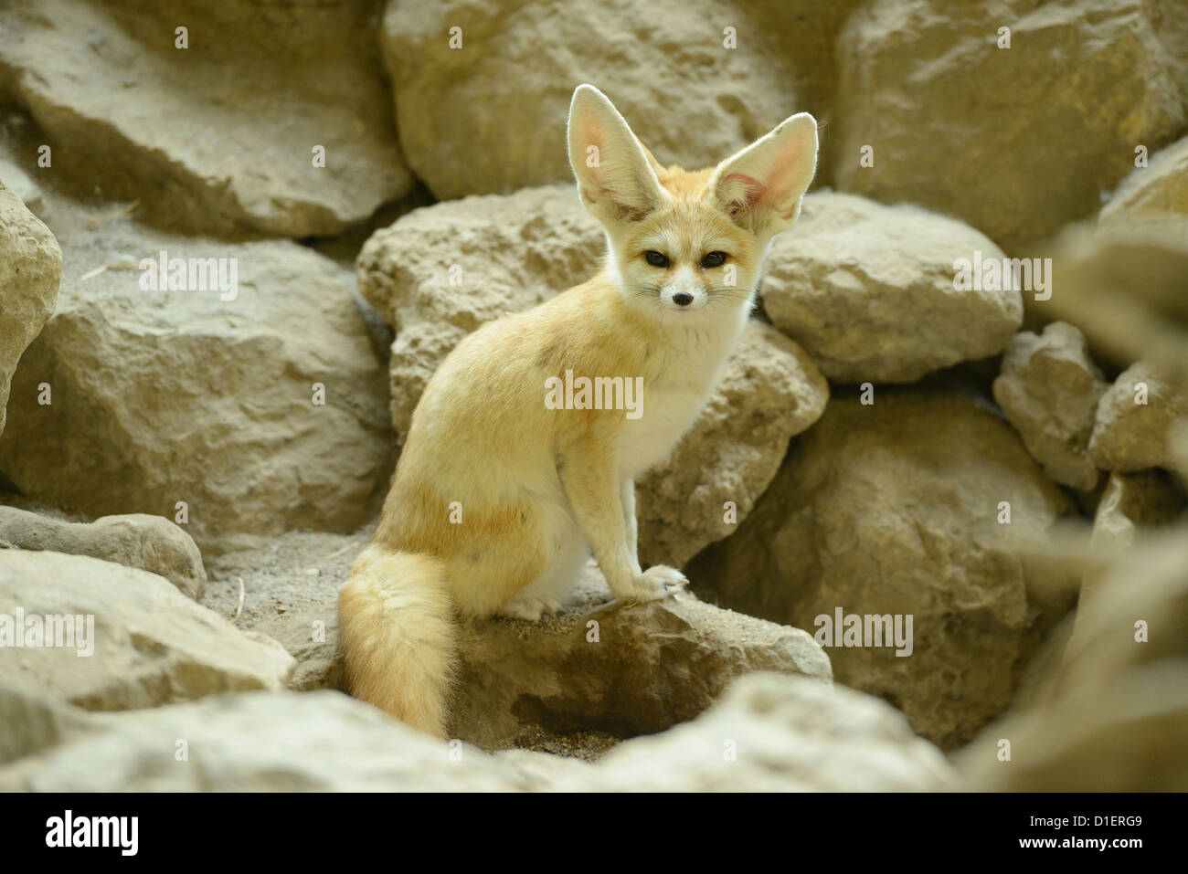 Fennec fox hi-res stock photography and images - Alamy