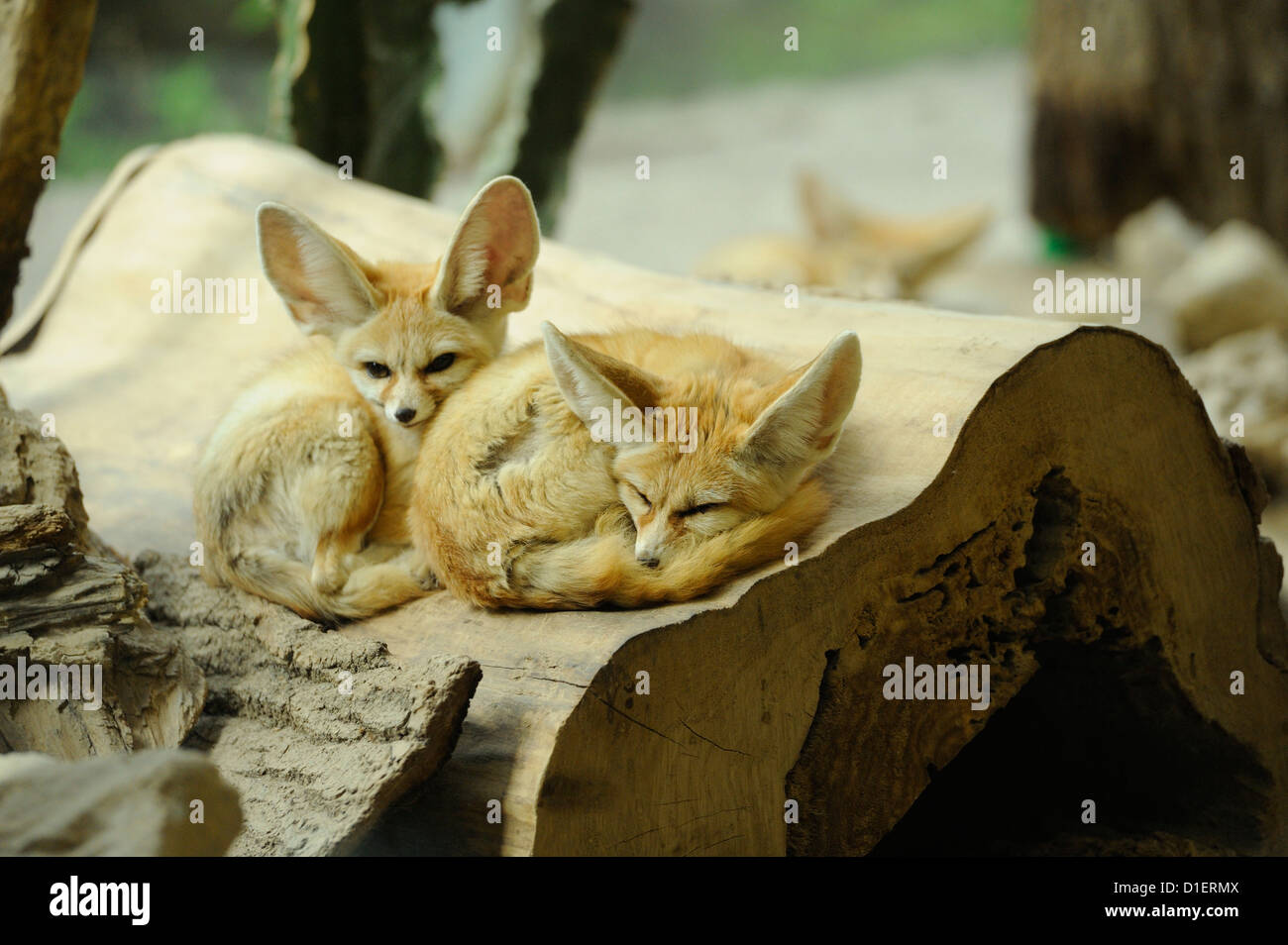 Two fennec foxes in augsburg zoo hi-res stock photography and images ...