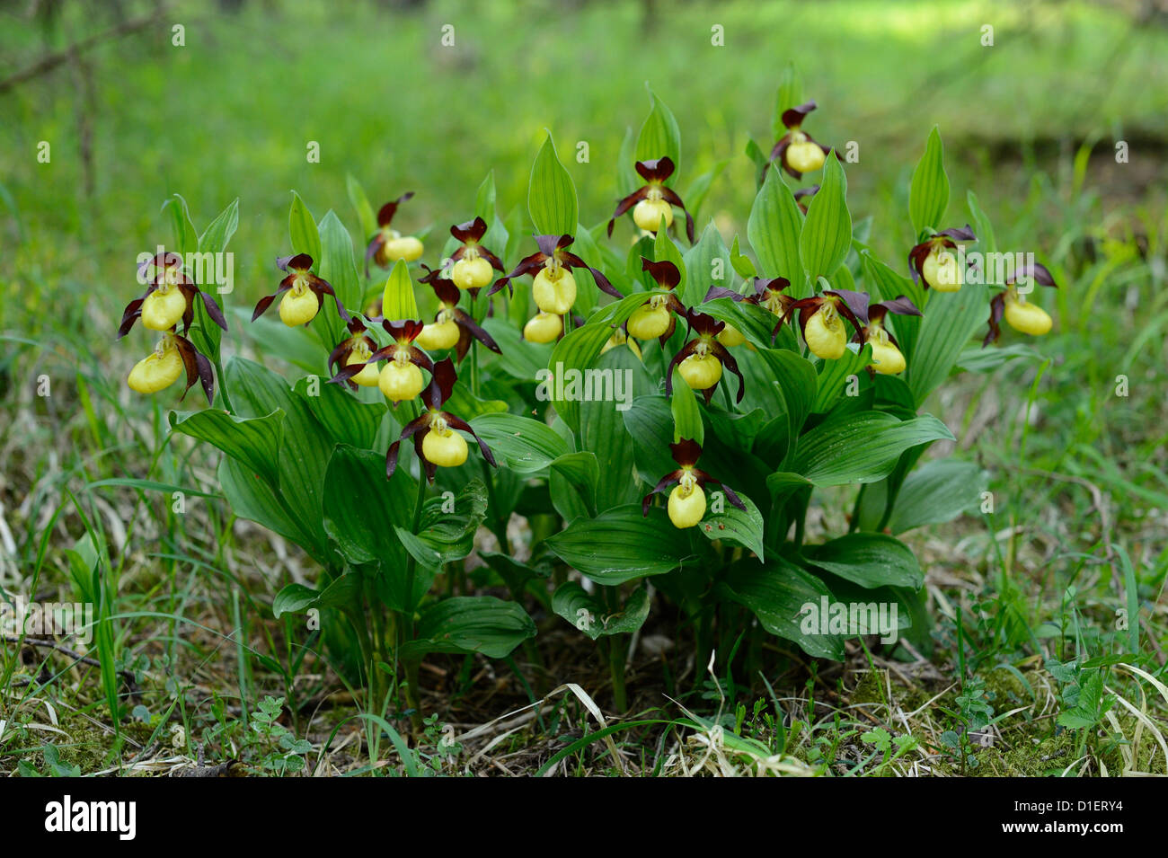 Lady's Slipper Orchid Cypripedium calceolus Stock Photo - Alamy