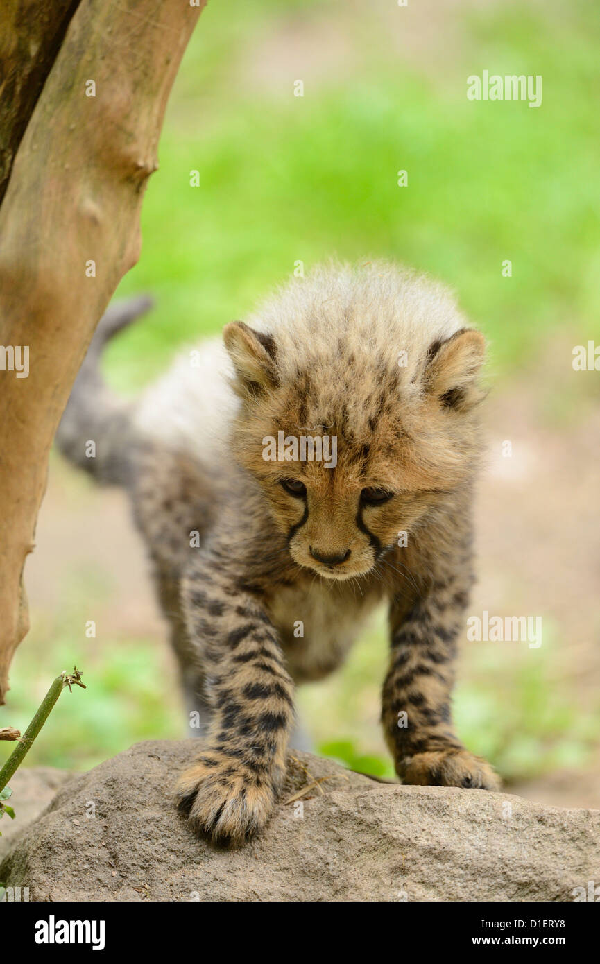 One young cheetah hi-res stock photography and images - Alamy