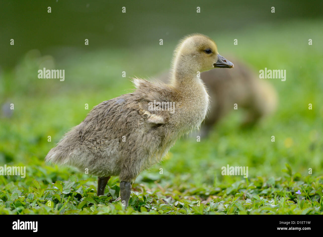 Greylag goose on water hi-res stock photography and images - Alamy