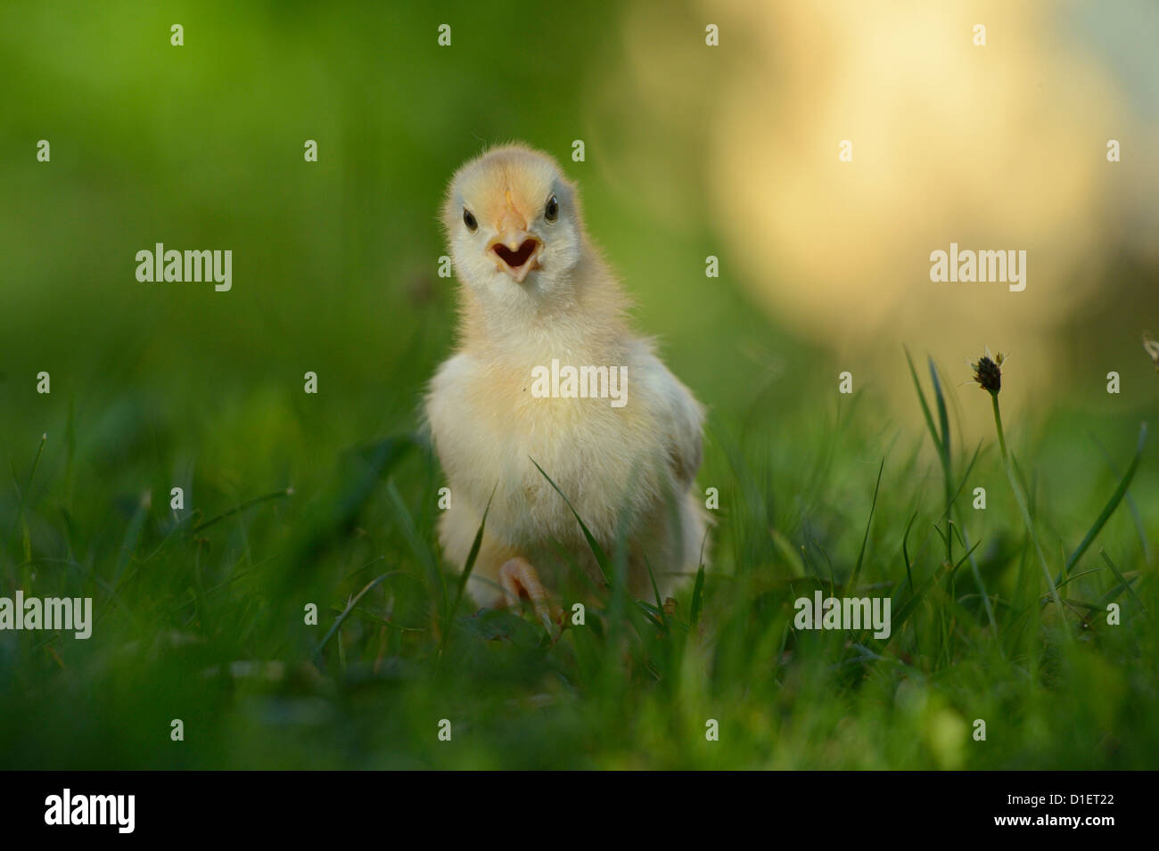 This chicken chick hi-res stock photography and images - Alamy