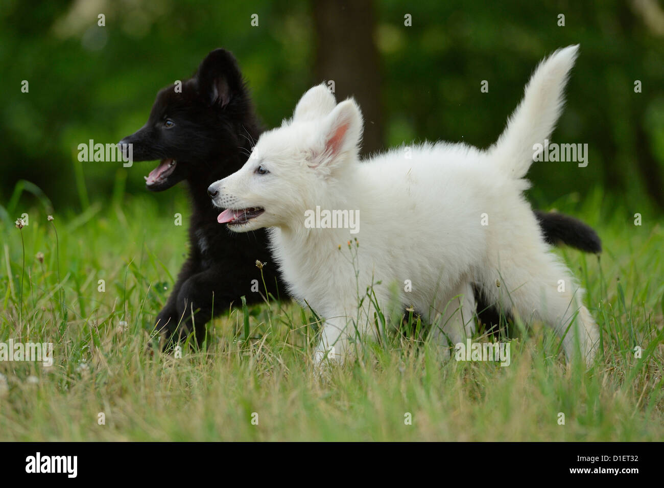 Two puppies hi-res stock photography and images - Alamy