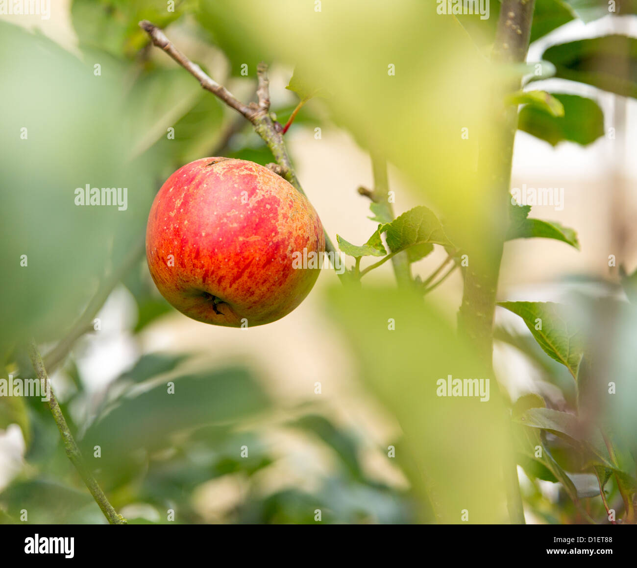 Single fruit tree hi-res stock photography and images - Alamy