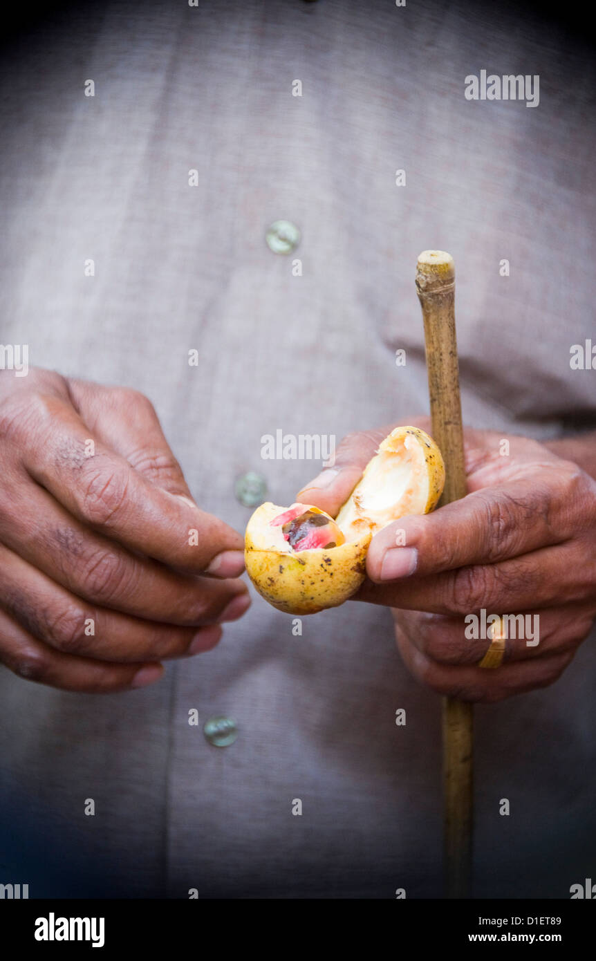 Vertical view of an Indian guide peeling away the aril or arillus to ...