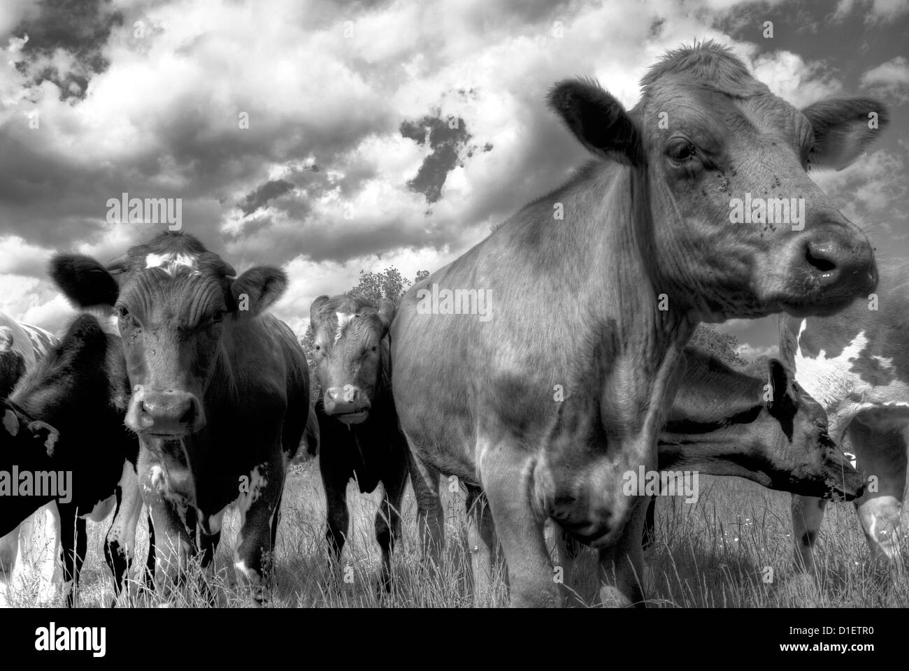 Black and white hdr photo of cows grazing Stock Photo - Alamy