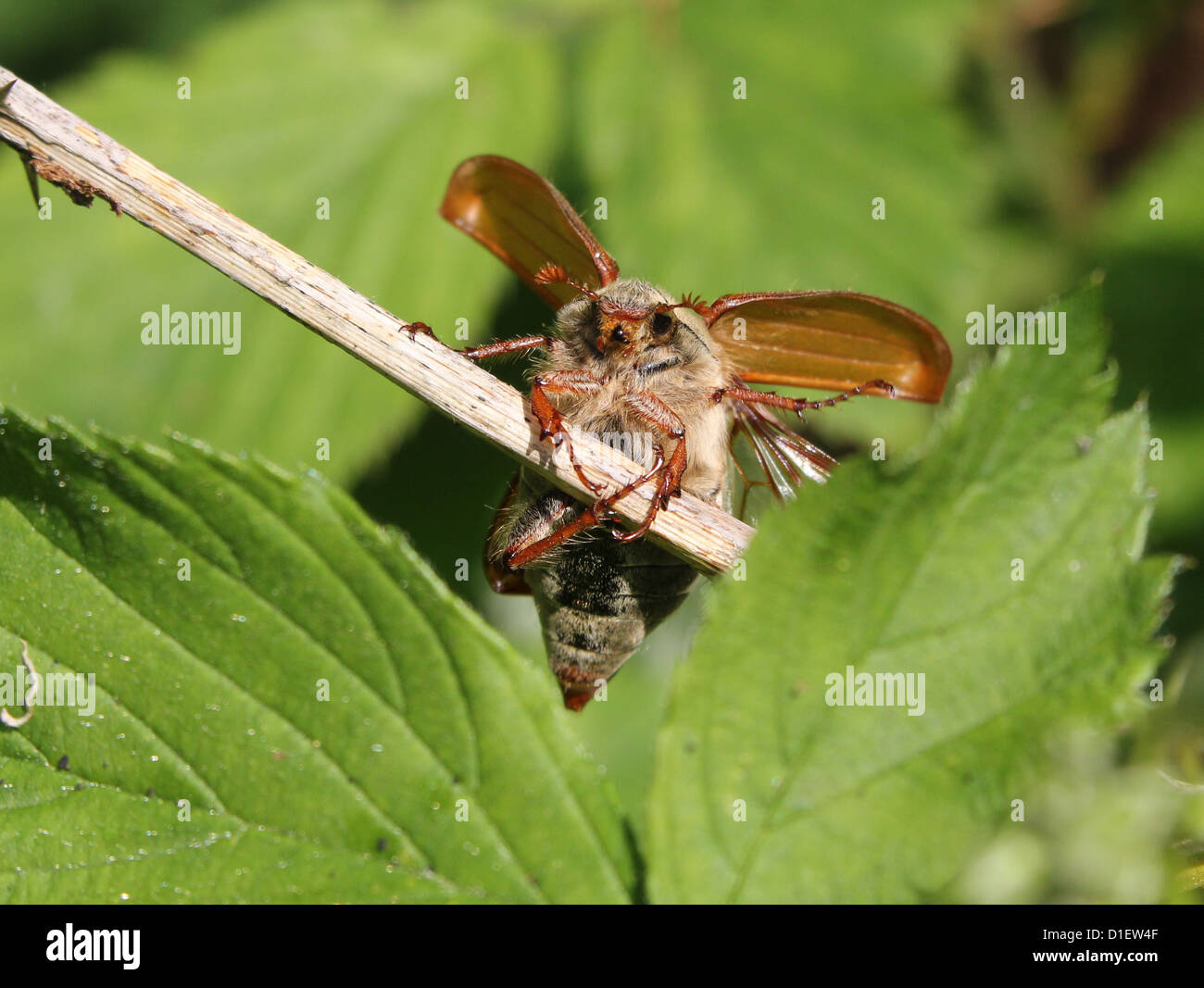 Detailed macro of a cockchafer beetle (Melolontha melolontha, also ...