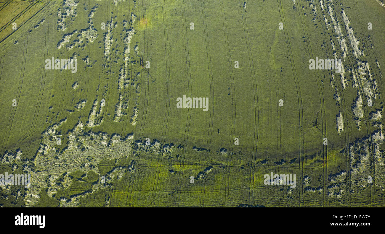 Wheat field birds eye view hi-res stock photography and images - Alamy