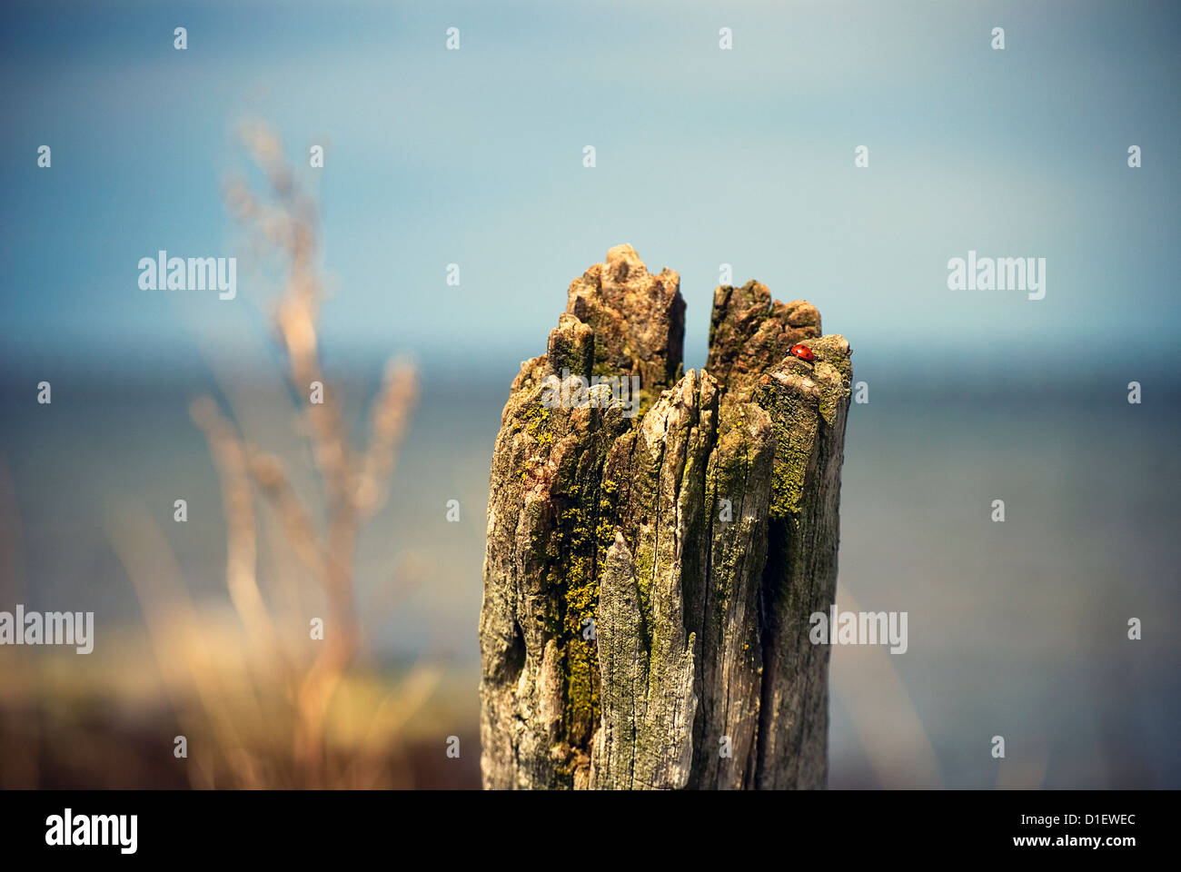 Wooden stake with ladybug, summer background Stock Photo - Alamy