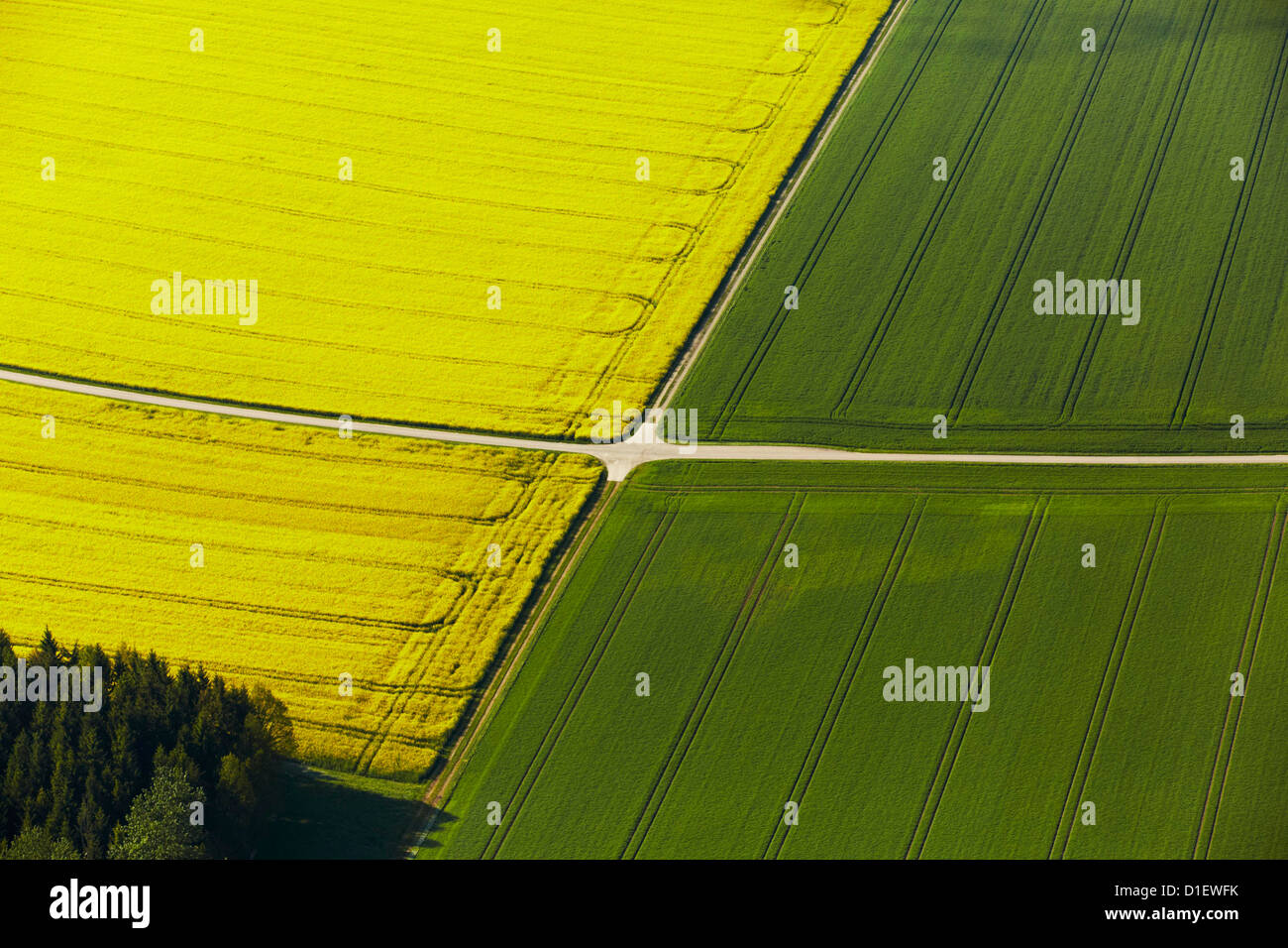 Rapefield and wheatfield with path, aerial photo Stock Photo - Alamy