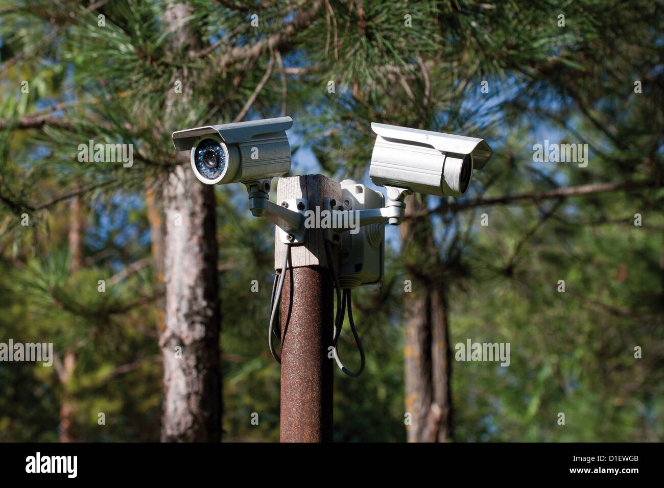 Two security CCTV cameras in front of pine trees Stock Photo - Alamy