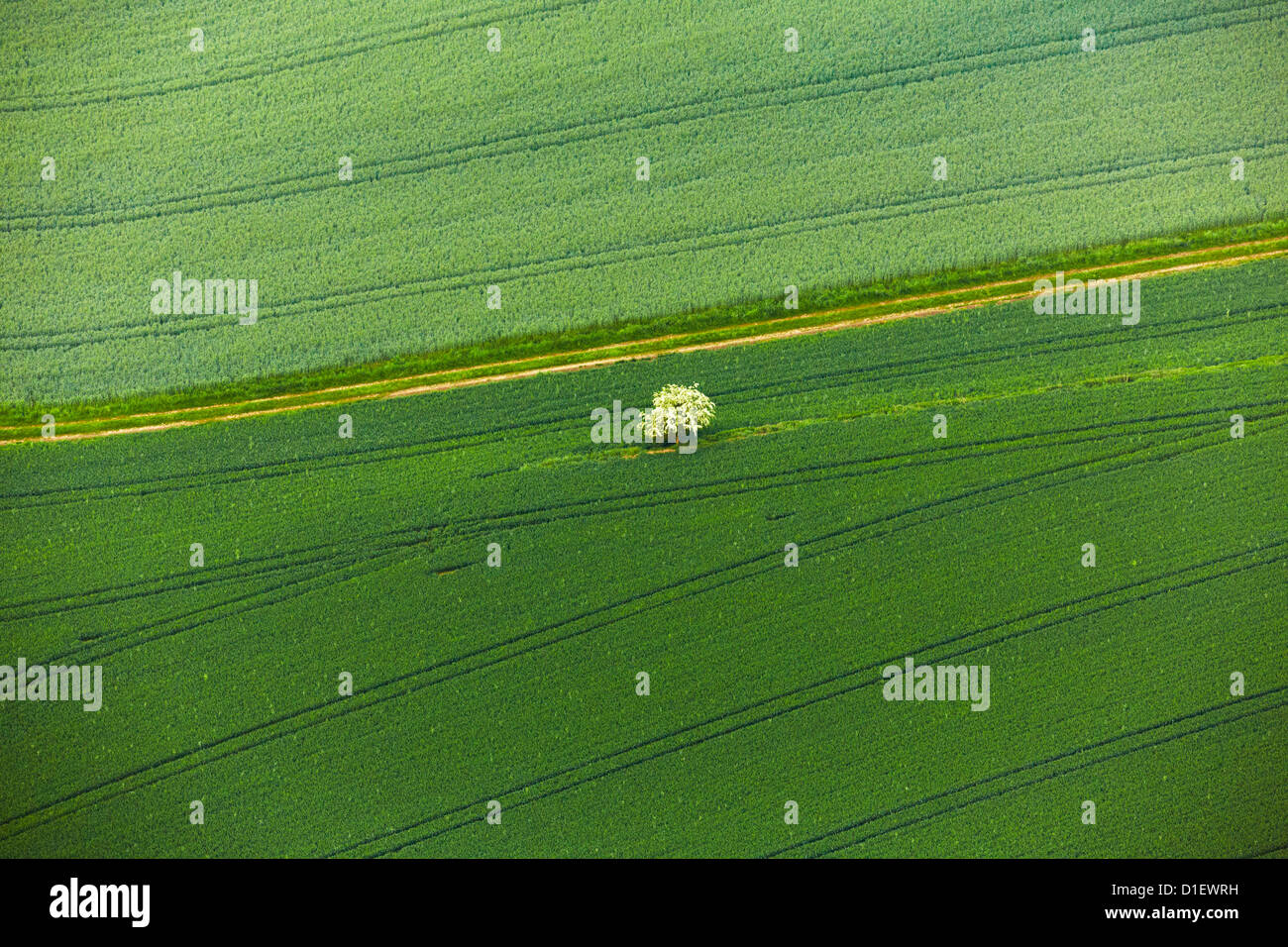 Aerial photo tree in hi-res stock photography and images - Alamy