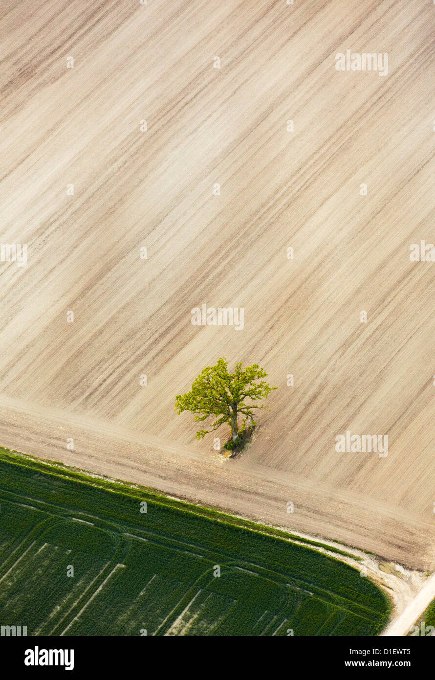 Aerial tree field hi-res stock photography and images - Alamy
