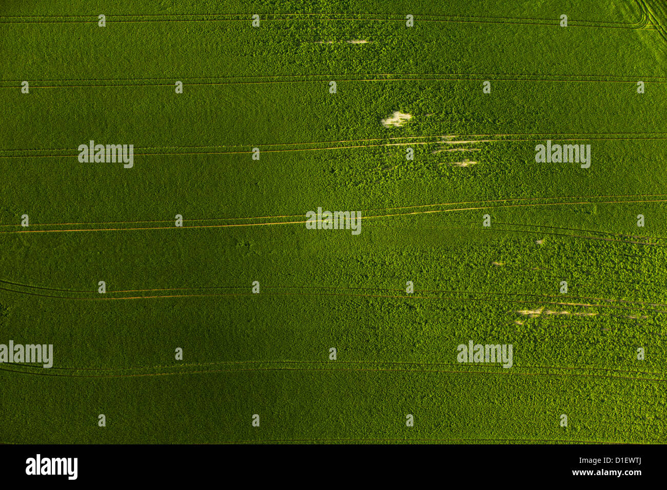 Tracks in cornfield hi-res stock photography and images - Alamy
