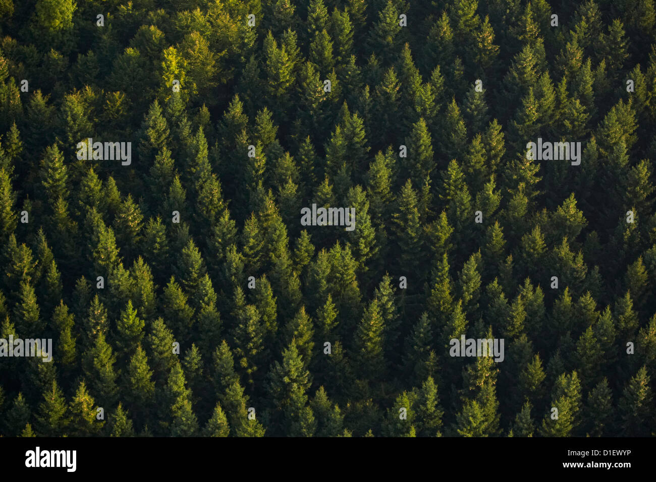 Southern and central europe conifer hi-res stock photography and images ...