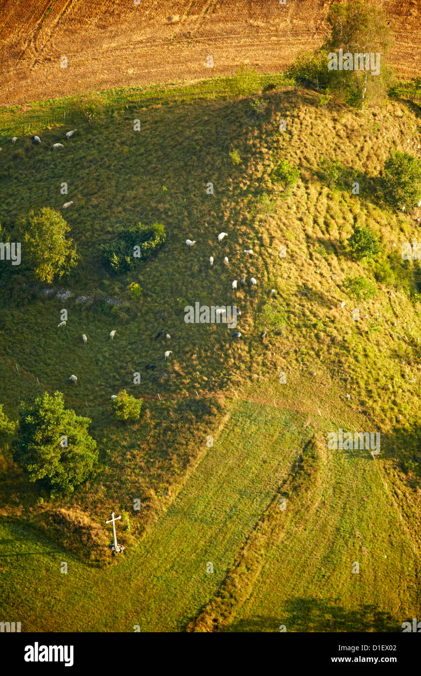Flock of sheep on pasture, aerial photo Stock Photo - Alamy