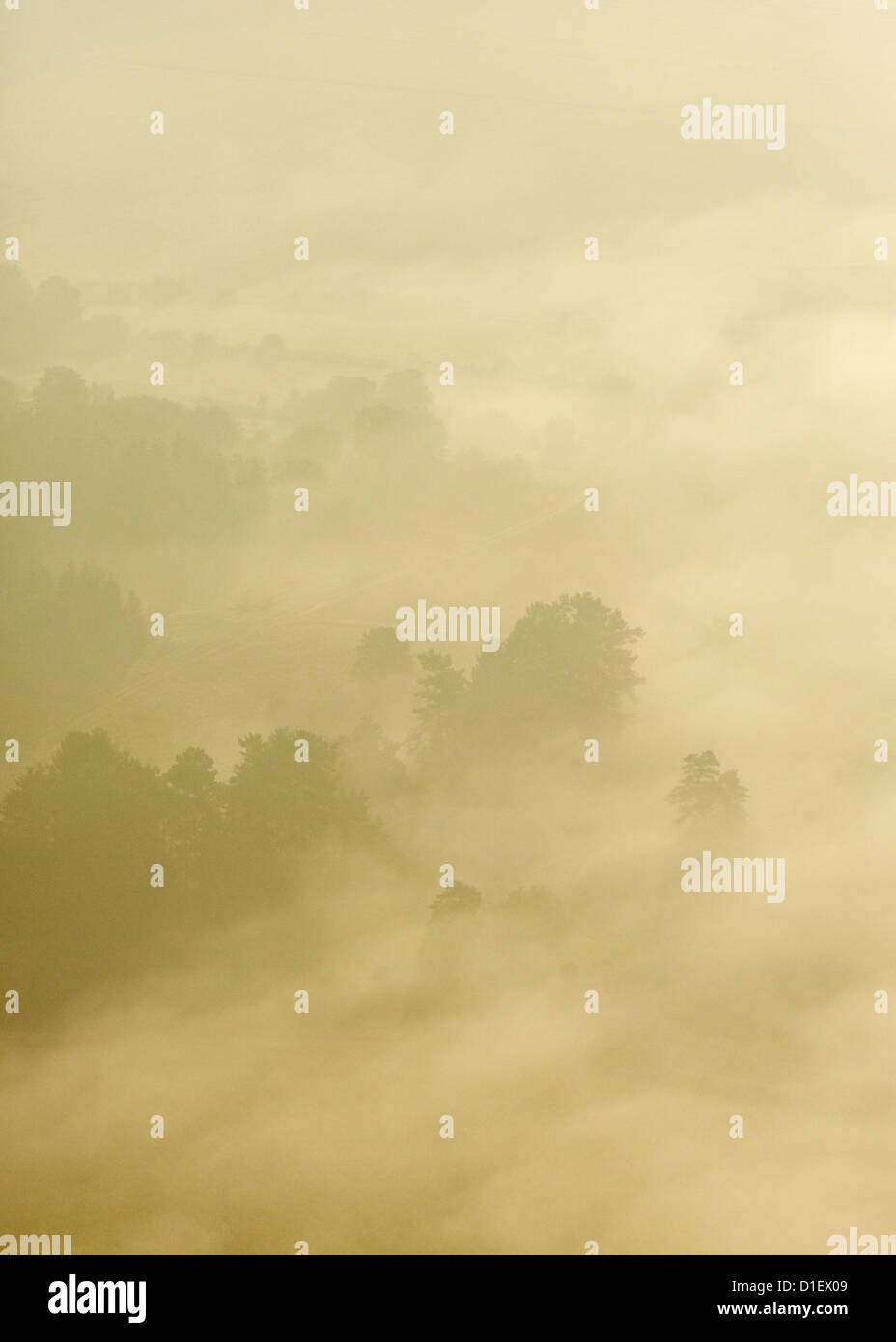 Aerial photo tree in hi-res stock photography and images - Alamy