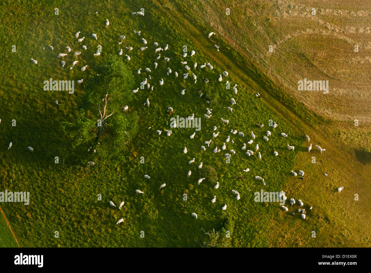 Sheep Herd Aerial High Resolution Stock Photography and Images - Alamy