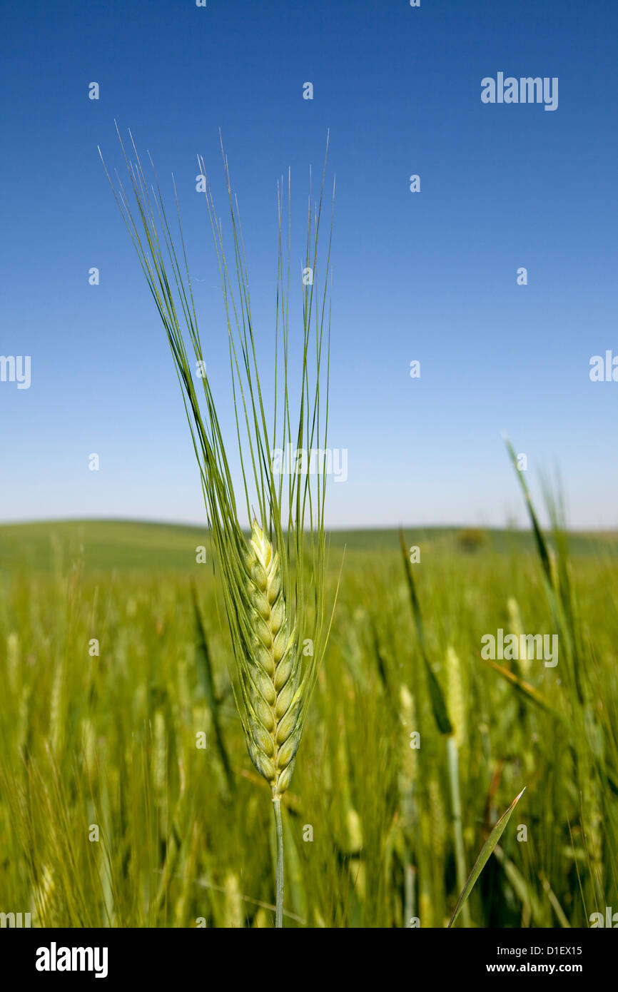 Tang and wheat field Andalusia Spain Stock Photo - Alamy