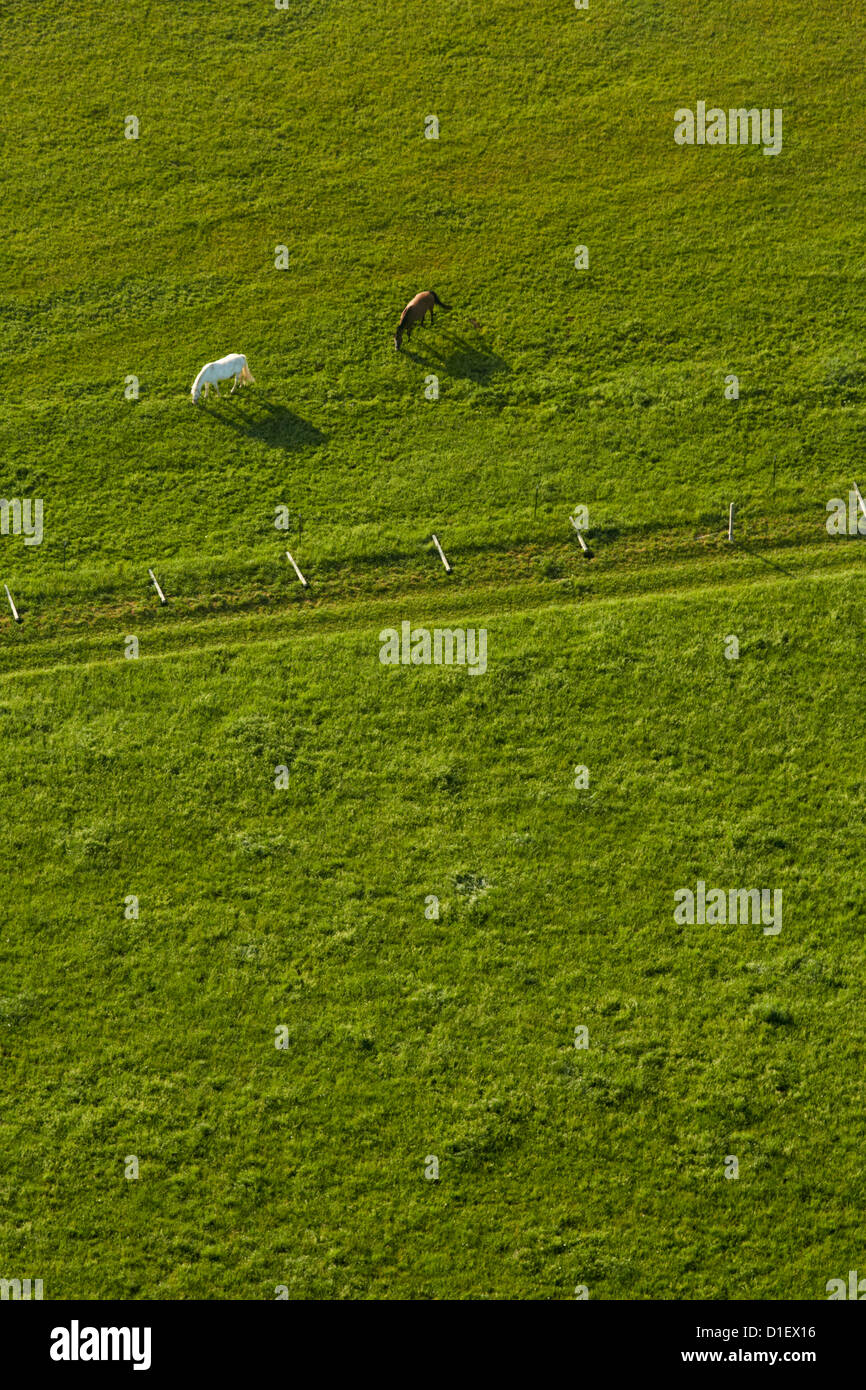 Aerial view of horses hi-res stock photography and images - Alamy