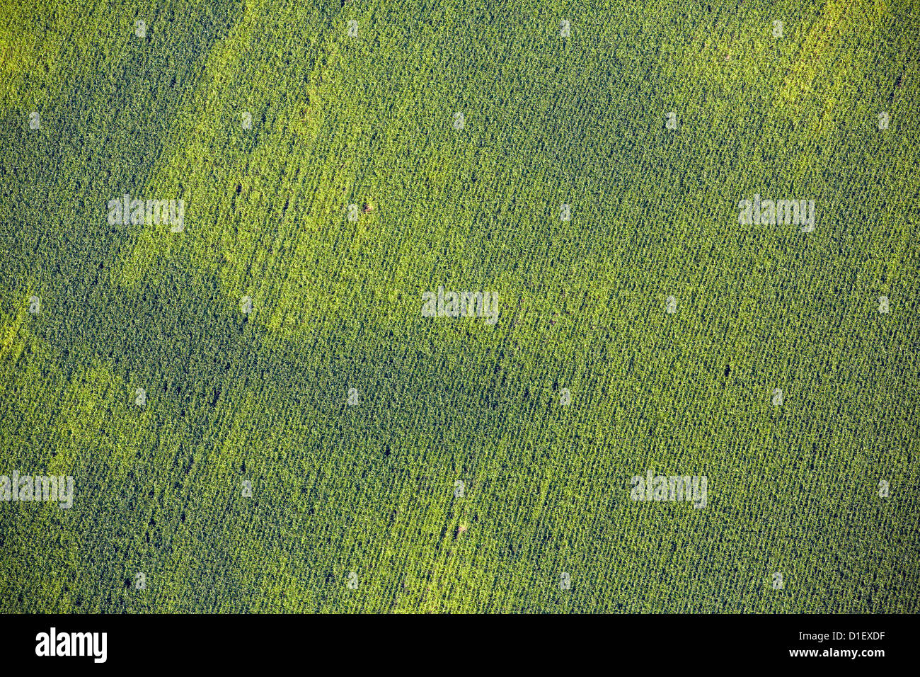 Aerial corn field hi-res stock photography and images - Alamy