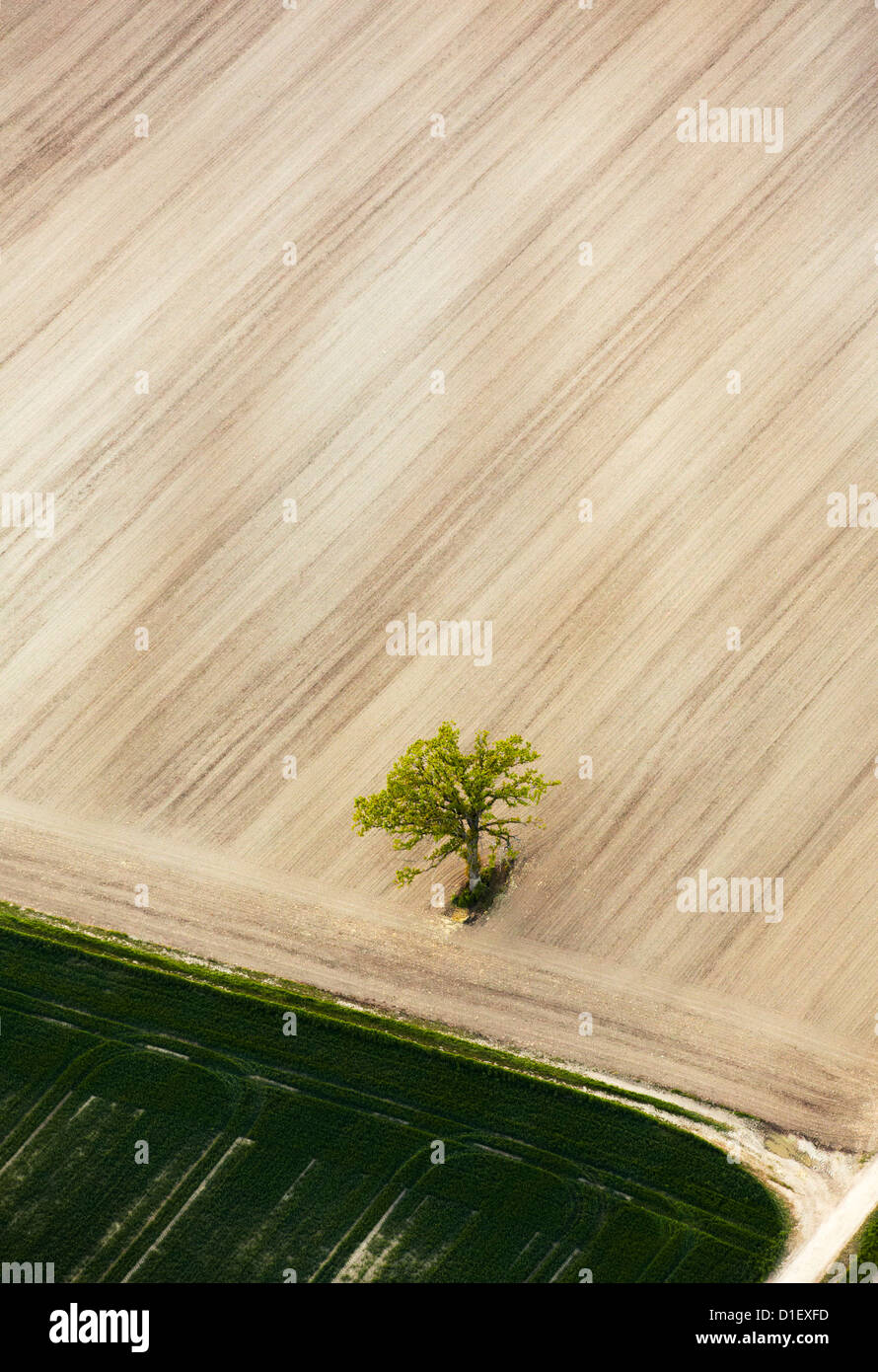 Oak tree aerial hi-res stock photography and images - Alamy